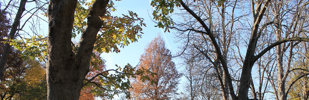 cropped-cropped-trees.jpg – Andrew Bayne Memorial Library