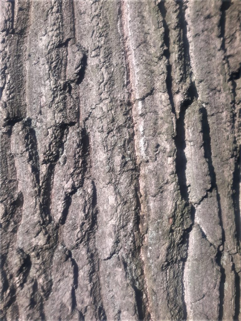 Chestnut Oak – Andrew Bayne Memorial Library