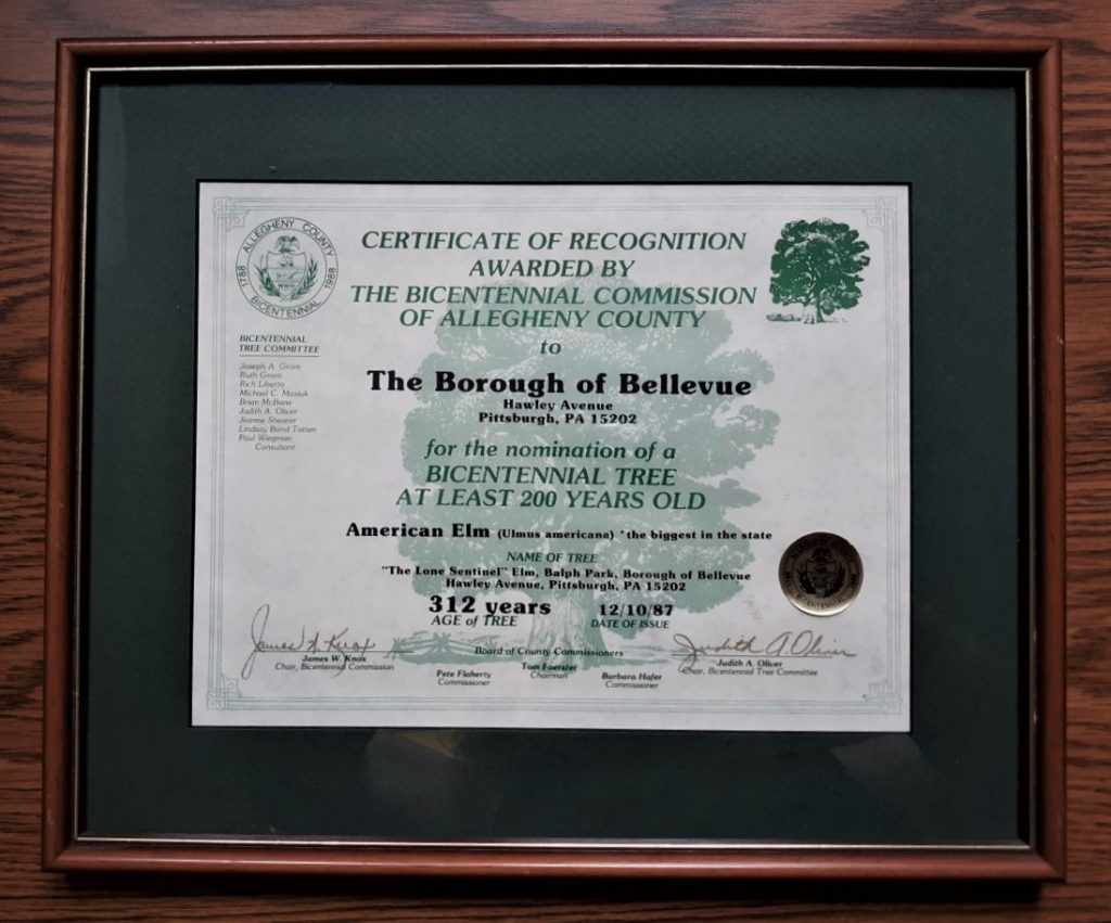 American Elm – Andrew Bayne Memorial Library