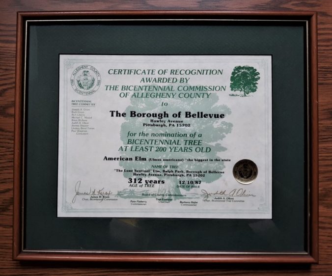 American Elm – Andrew Bayne Memorial Library