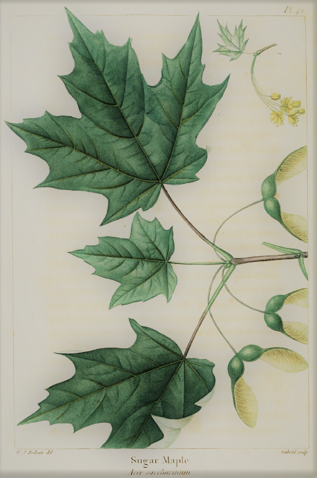Sugar Maple – Andrew Bayne Memorial Library