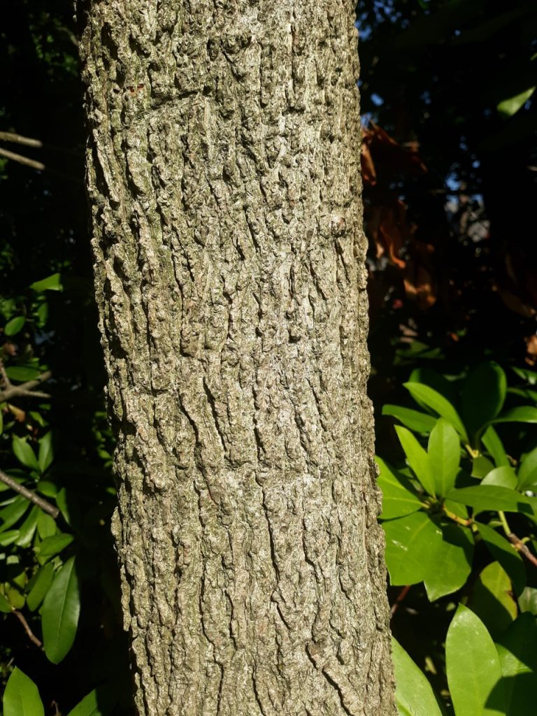 Sweet Gum Tree – Andrew Bayne Memorial Library