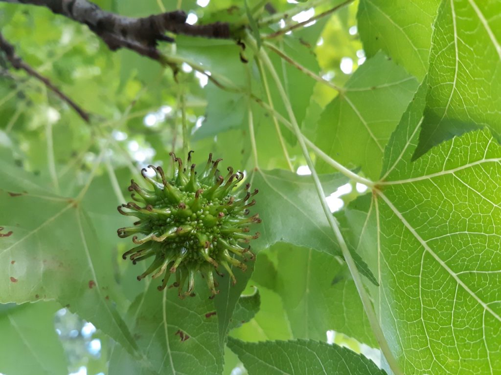 Sweet Gum Tree – Andrew Bayne Memorial Library