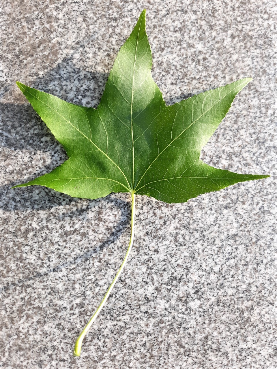 Sweet Gum Tree – Andrew Bayne Memorial Library
