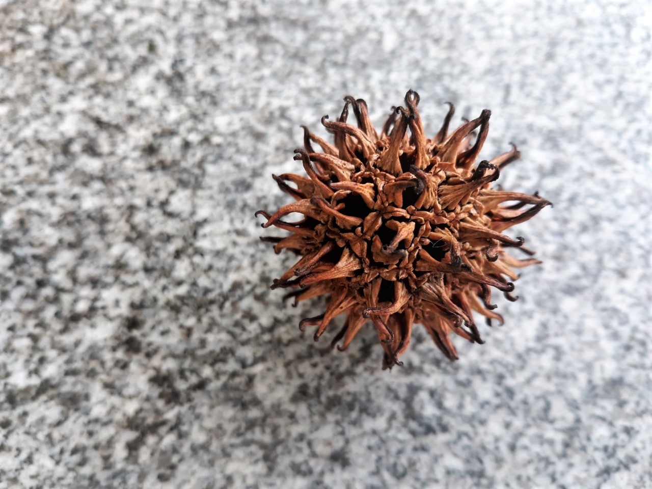 Sweet Gum Tree – Andrew Bayne Memorial Library