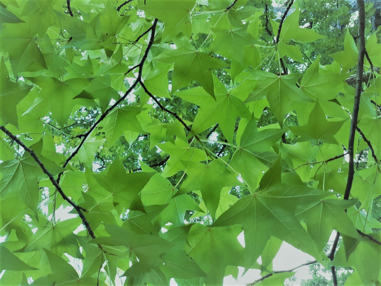 Sweet Gum Tree – Andrew Bayne Memorial Library