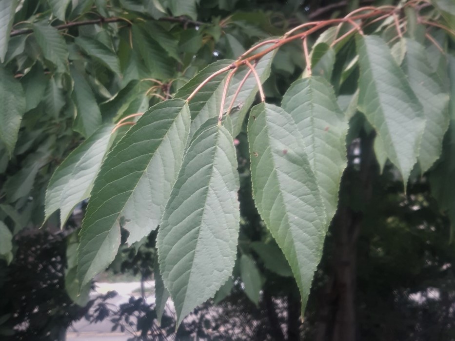 Sweet Cherry – Andrew Bayne Memorial Library