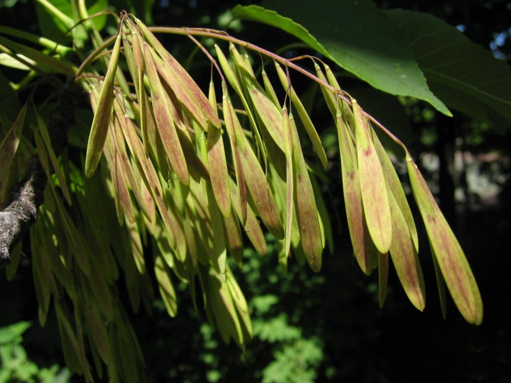 White Ash – Andrew Bayne Memorial Library