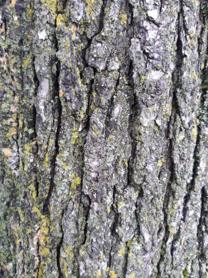 Callery Pear – Andrew Bayne Memorial Library