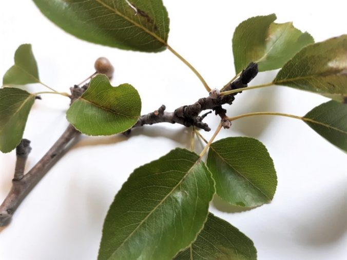 Callery Pear – Andrew Bayne Memorial Library