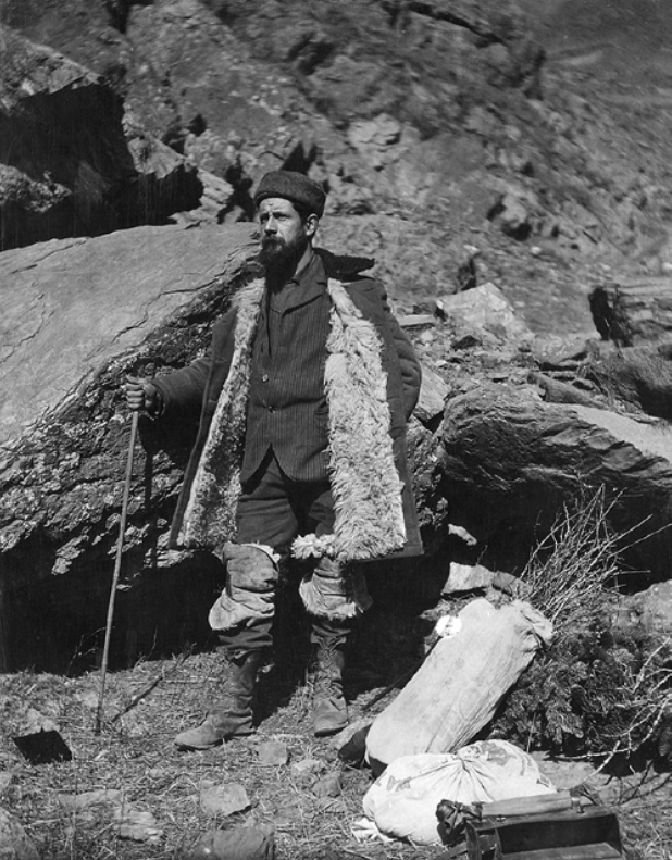 Callery Pear – Andrew Bayne Memorial Library