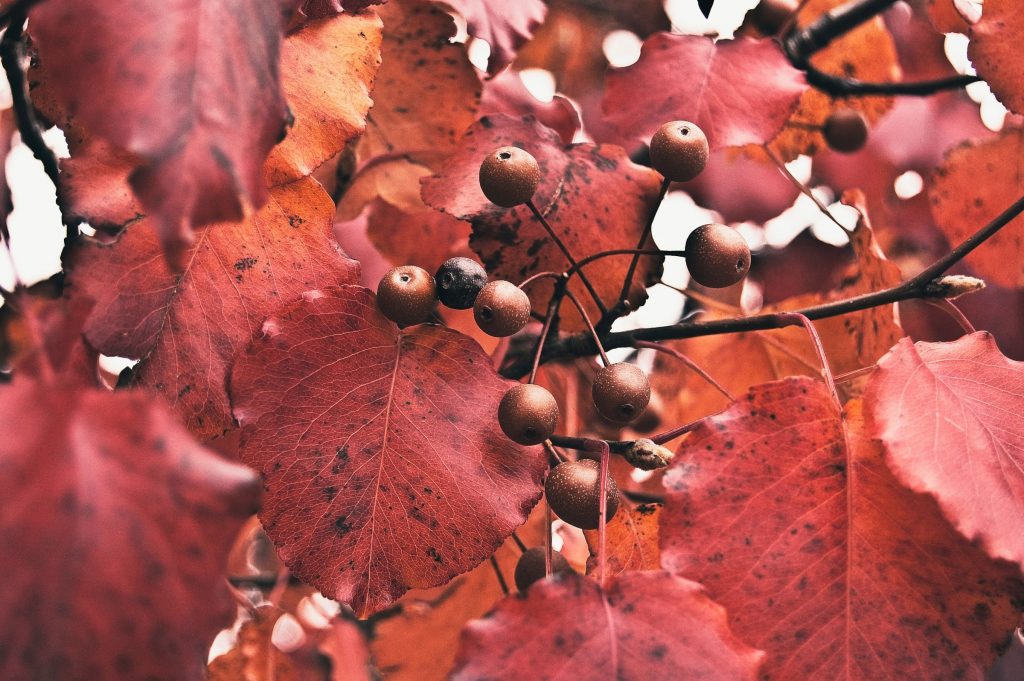 Callery Pear – Andrew Bayne Memorial Library