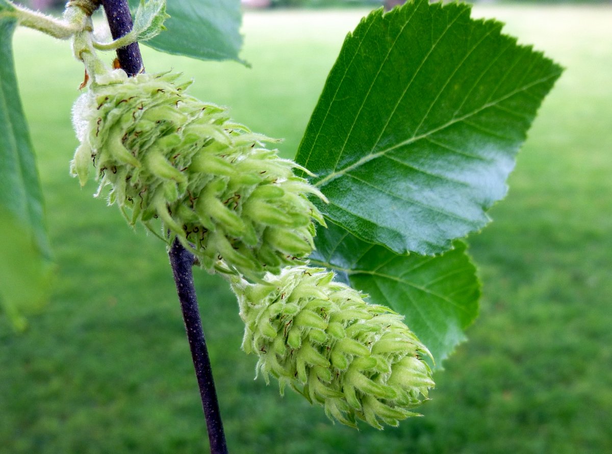 River Birch – Andrew Bayne Memorial Library