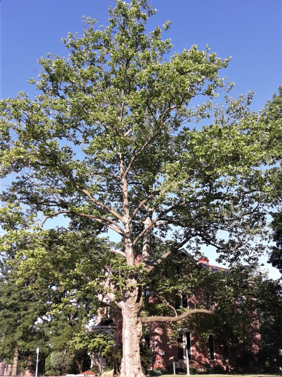 London Plane Tree – Andrew Bayne Memorial Library