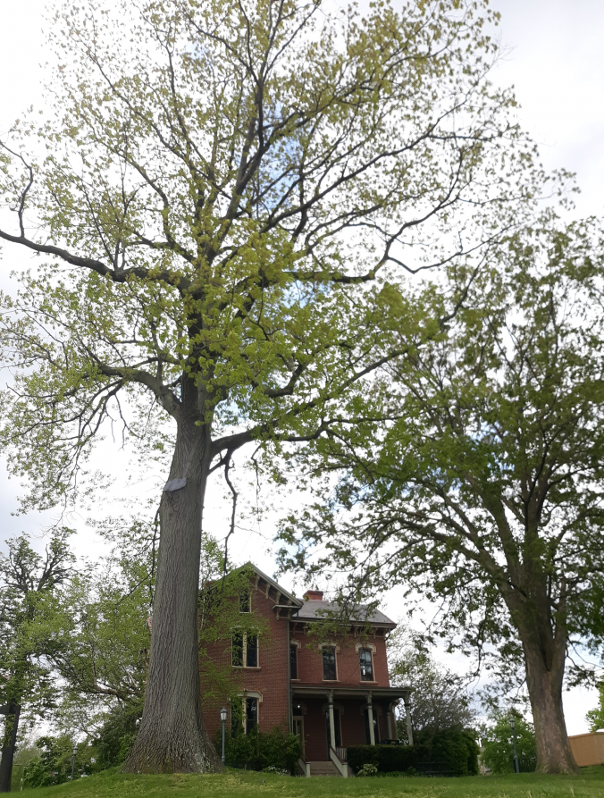 Northern Red Oak – Andrew Bayne Memorial Library